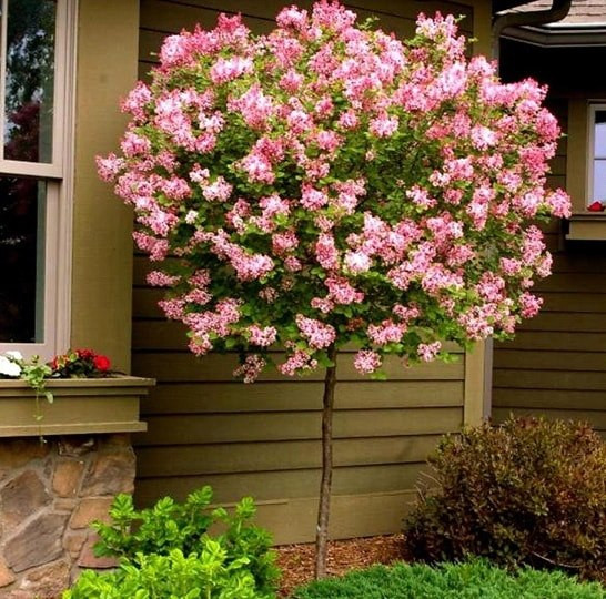 Syringa' Bloomerang Pink Perfume Lilac Tree - shopctn.com