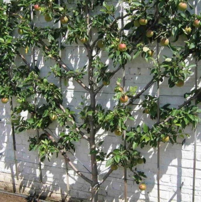 Malus' 3 Tier Espalier Apple Tree - shopctn.com
