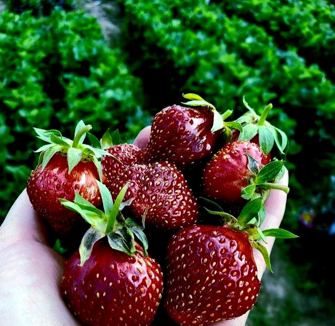 Fragaria' Cherryberry Strawberry, Well Established Clump - shopctn.com
