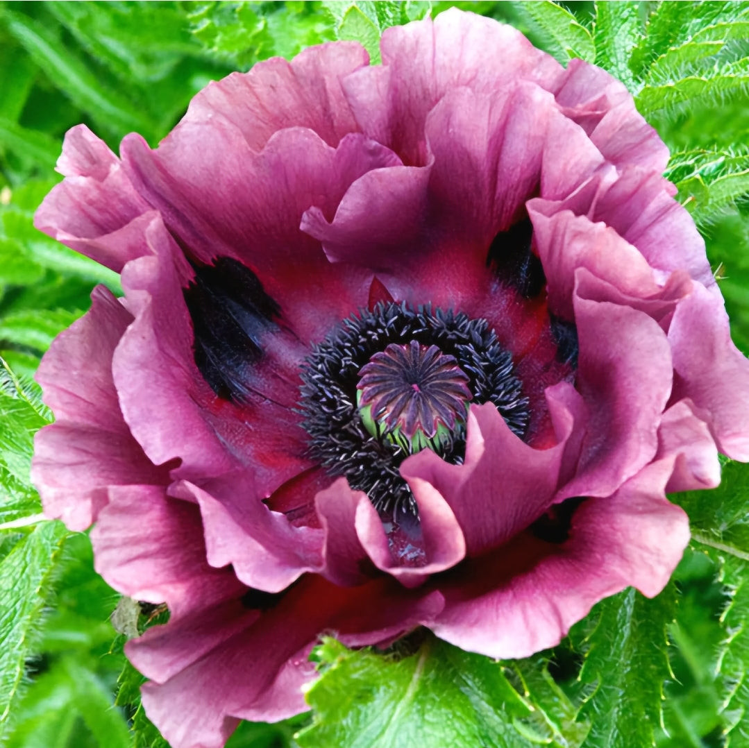 Papaver' Patty's Plum Poppy - shopctn.com