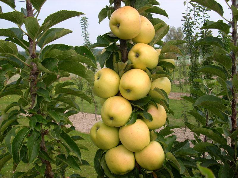 Malus' Urban® Golden Treat™ Columnar Apple Tree - shopctn.com
