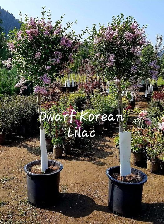 Syringa' Dwarf Korean Lilac Tree Form - shopctn.com