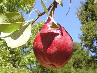 Pyrus' Red Clapp's Dwarf Pear Tree - shopctn.com