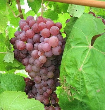 Vitis' Suffolk Red Seedless Grape - shopctn.com