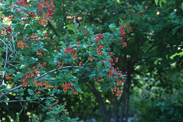 Viburnum' Lowbush Cranberry - shopctn.com