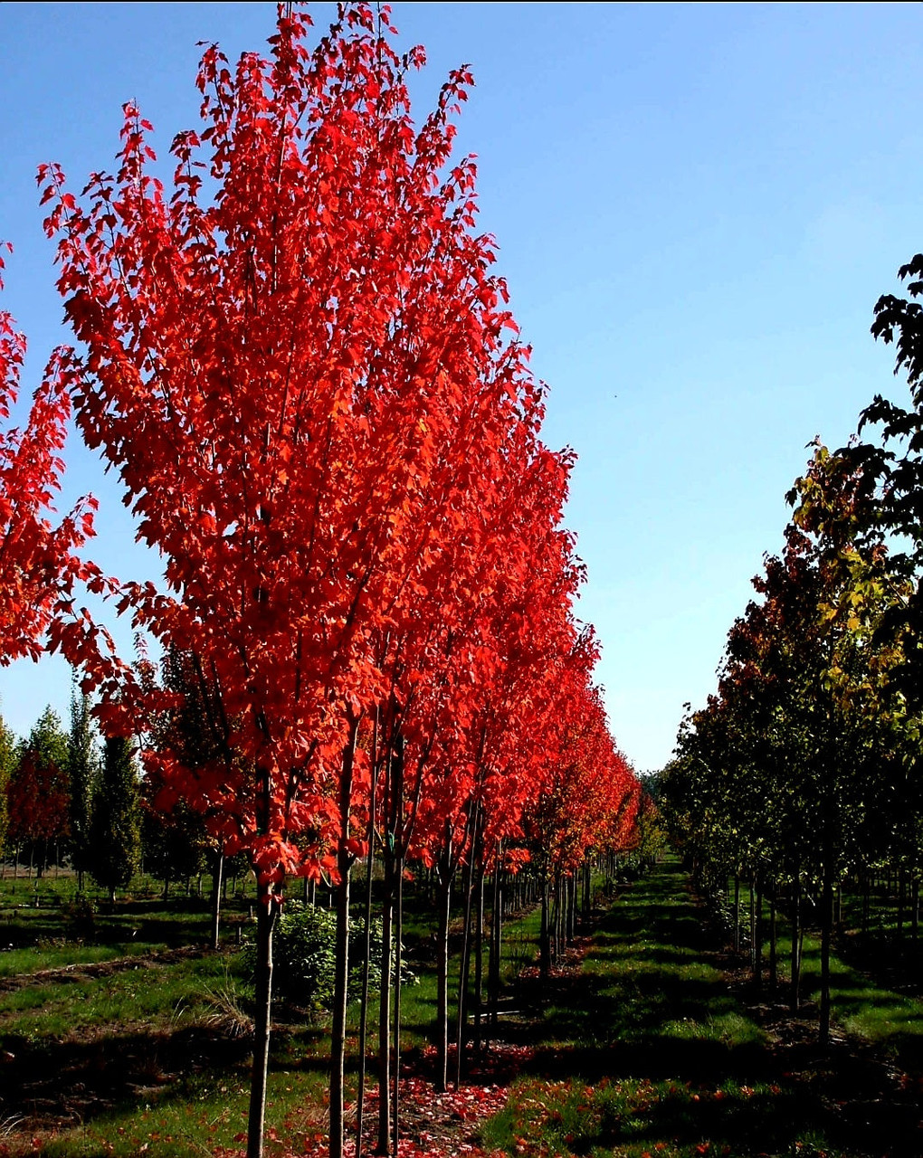 Acer' Red Rocket Columnar Maple Tree - shopctn.com