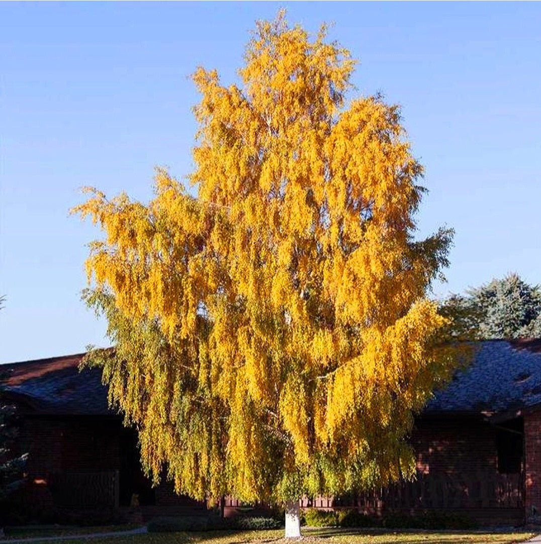 Betula' Weeping Cutleaf Birch Tree - shopctn.com