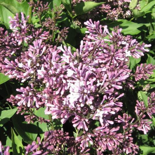 Syringa' Miss Kim Lilac Tree - shopctn.com