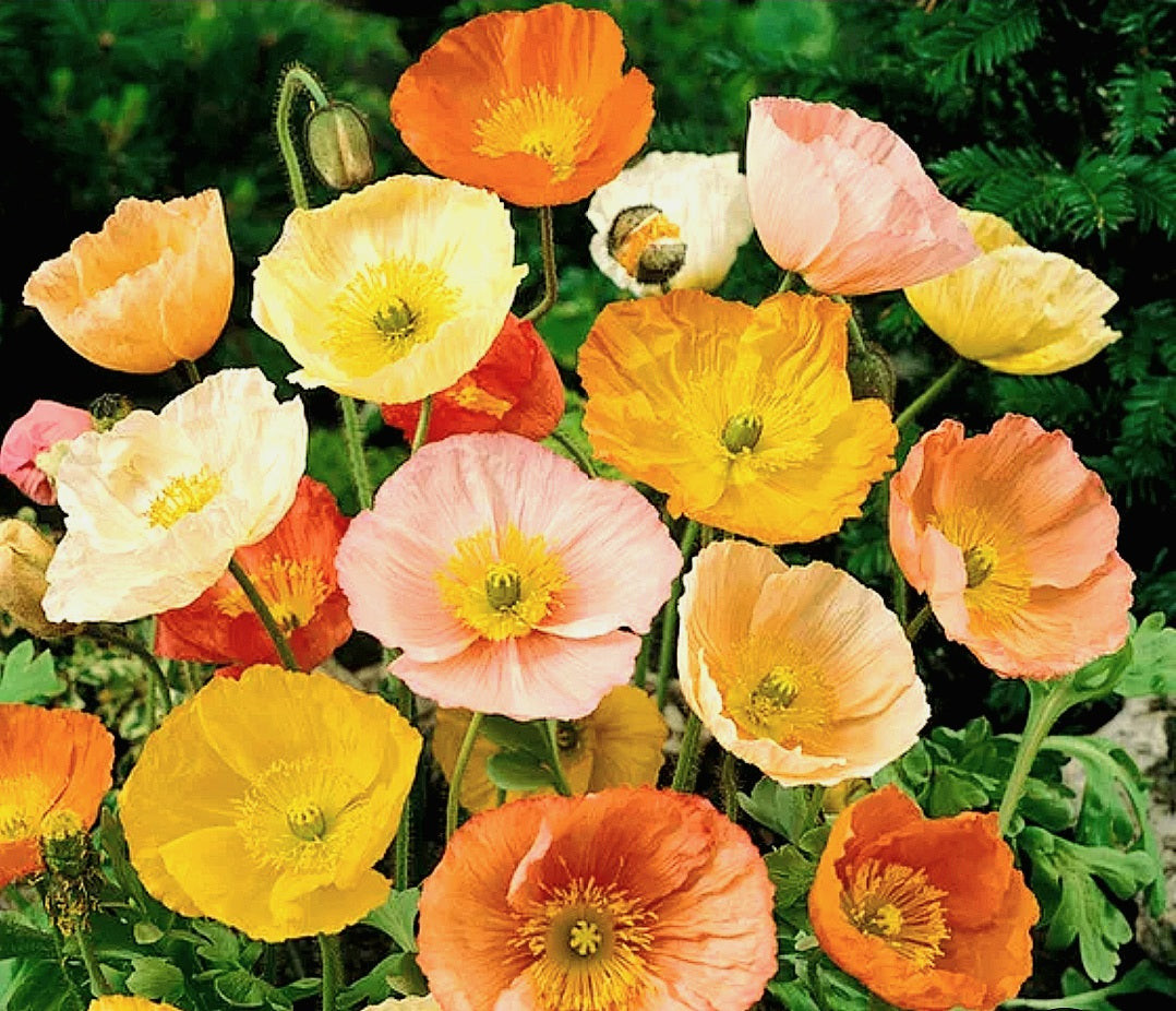 Papaver' Iceland Poppy Mix - shopctn.com