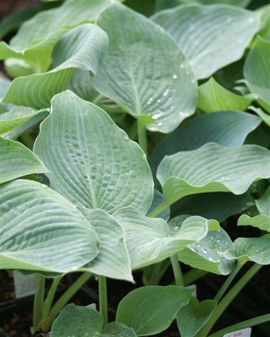 Hosta' True Blue - shopctn.com