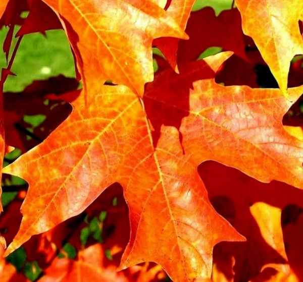 Acer' Fall Fiesta Sugar Maple Tree - shopctn.com