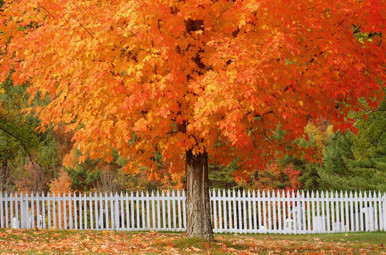 Acer' Fall Fiesta Sugar Maple Tree - shopctn.com