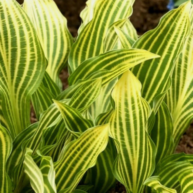 Hosta' Siberian Tiger - shopctn.com