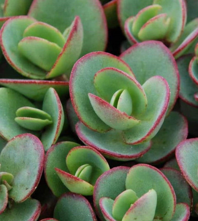Sedum' Lime Zinger - shopctn.com