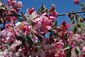 Malus' Weeping Candied Apple™ Flowering Crabapple Tree - shopctn.com