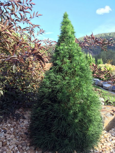Pinus' Green Penguin Scotch Pine - shopctn.com