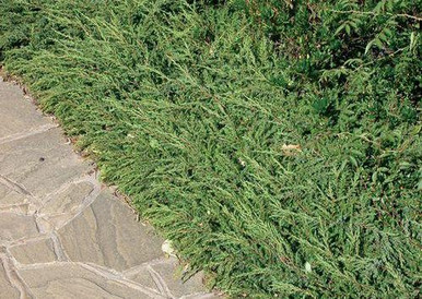 Juniperus' Alpine Carpet Juniper - shopctn.com