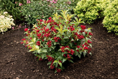 Weigela' Maroon Swoon Weigela - shopctn.com