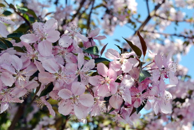 Malus' Selkirk Crabapple Tree - shopctn.com