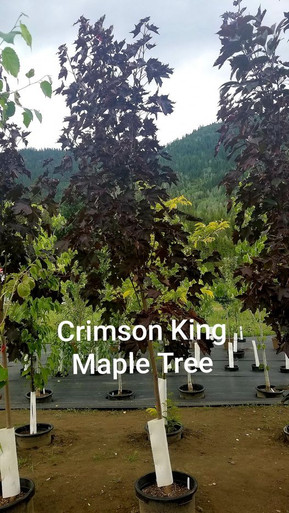 Acer' Crimson King Maple Tree - shopctn.com