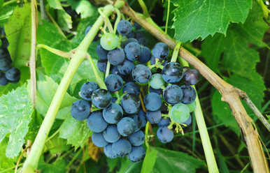 Vitis' Valiant Grape - shopctn.com