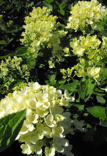 Hydrangea' Bombshell - shopctn.com