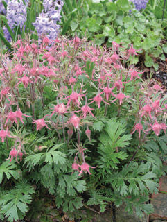 Geum' Three Flowered Avens - shopctn.com