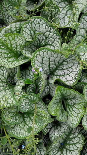 Brunnera' Sea Heart Forget-me-not - shopctn.com
