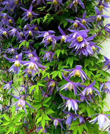 Clematis' Blue Boy - shopctn.com