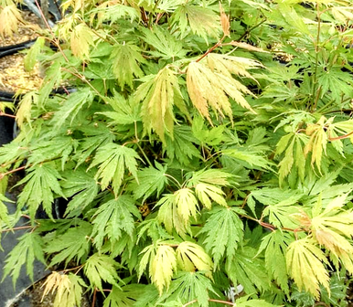 Acer' Northern Glow® Maple Tree - shopctn.com