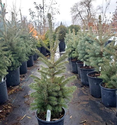 Picea' "North Pole" Spruce Christmas Trees - shopctn.com