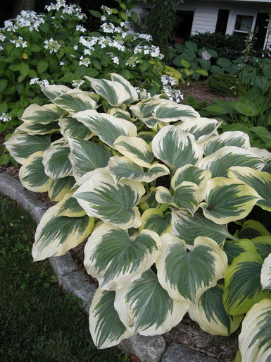 Hosta' Victory - shopctn.com