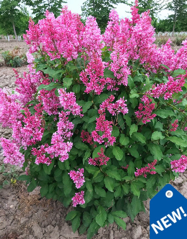 Syringa' Pinktini™ Lilac - shopctn.com