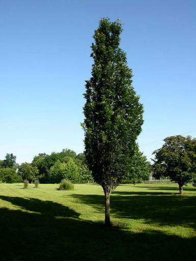 Quercus' Regal Prince® Oak Tree - shopctn.com