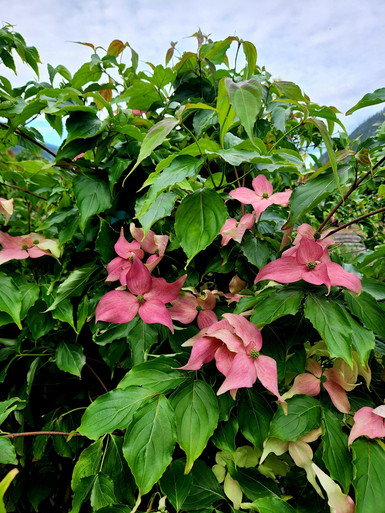 Cornus' Scarlet Fire® Kousa Dogwood Tree - shopctn.com