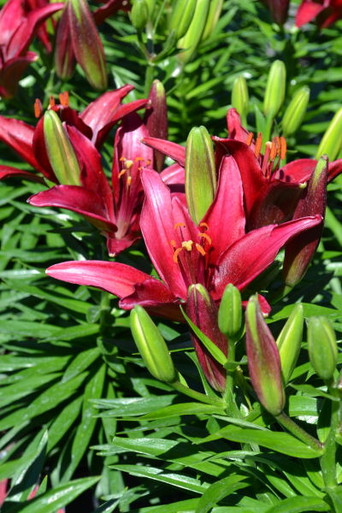 Lilium' Tiny Ghost Lily - shopctn.com