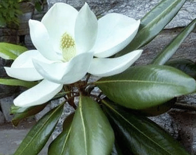 Magnolia' Edith Bogue - shopctn.com