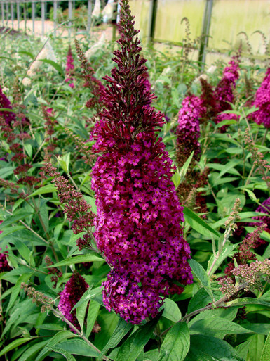 Buddleia' Funky Fuchsia™ Butterfly Bush - shopctn.com