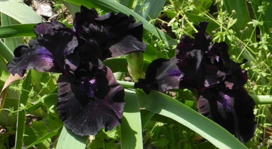 Iris' Black Knight - shopctn.com