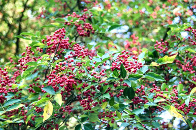 Zanthoxylum' Szechuan Pepper Tree - shopctn.com