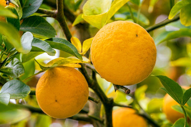 Citrus' Cold Hardy Orange Tree - shopctn.com