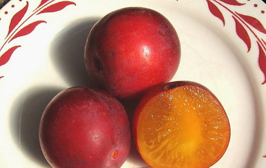 Prunus' Waneta Plum Tree - shopctn.com