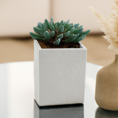 CBR8310WT - White Tall Flat Rectangle - 8"x2.5"x10", Case Pack: 6 pcs