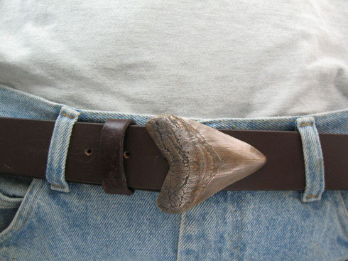 shark tooth buckle in bronze