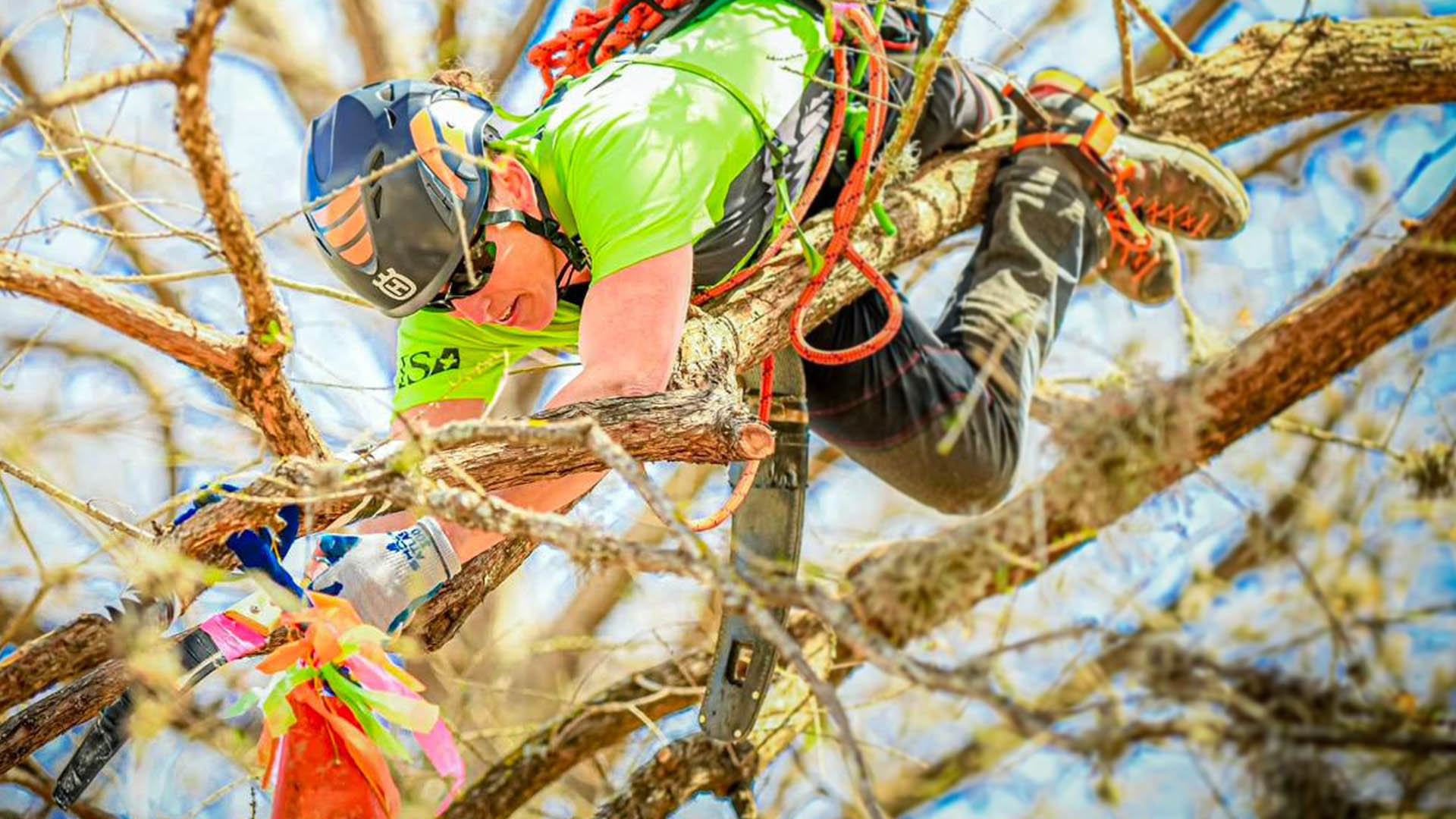 Thinking About Entering a Tree Climbing Competition? Here's What You ...