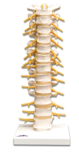 3B ScientificThoracic Spinal Column A73
