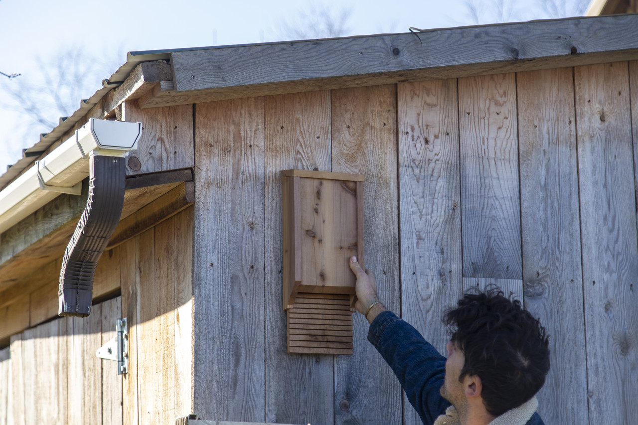 Single Chamber Bat House - Premium Cedar