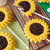 Sunflower Cookie Cake Pops - Wilton