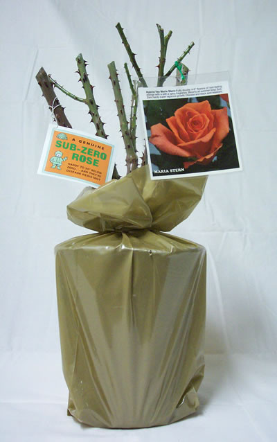 Garden Galleries Sub Zero Rose Collection - CountryMax