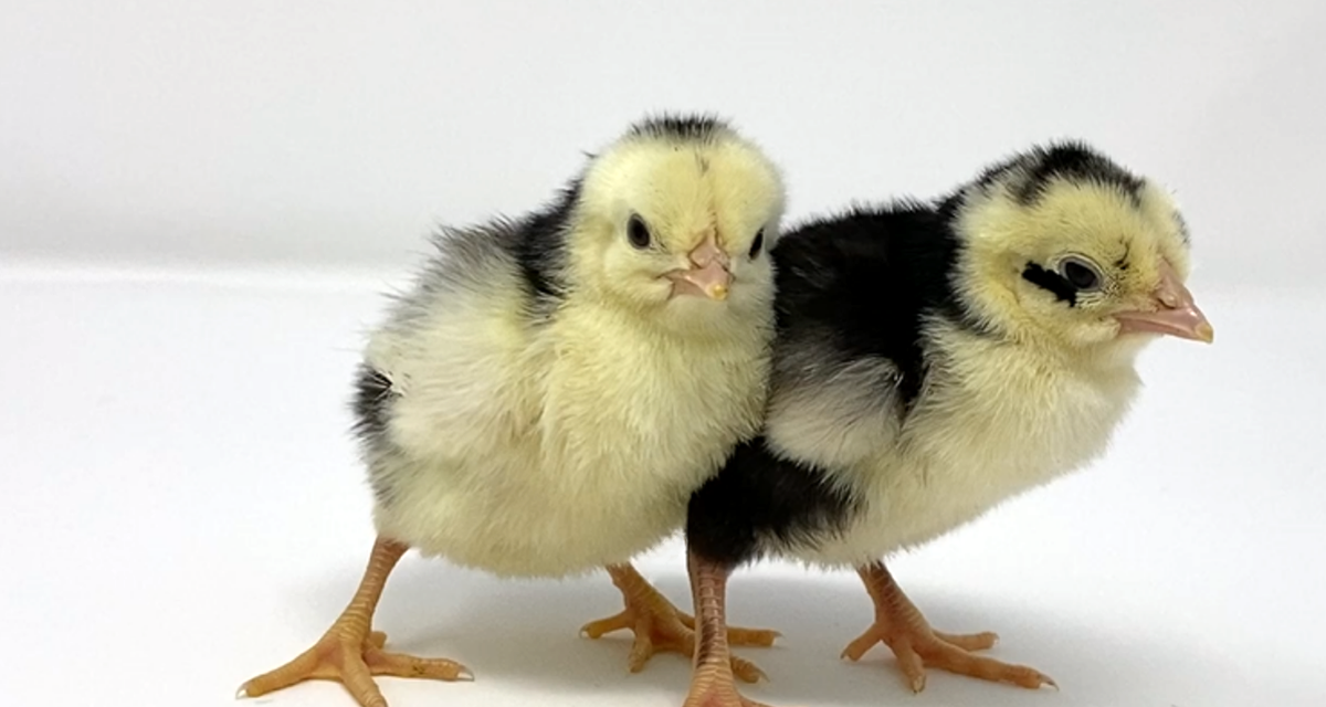 Hoover's Hatchery Ancona Chickens - CountryMax